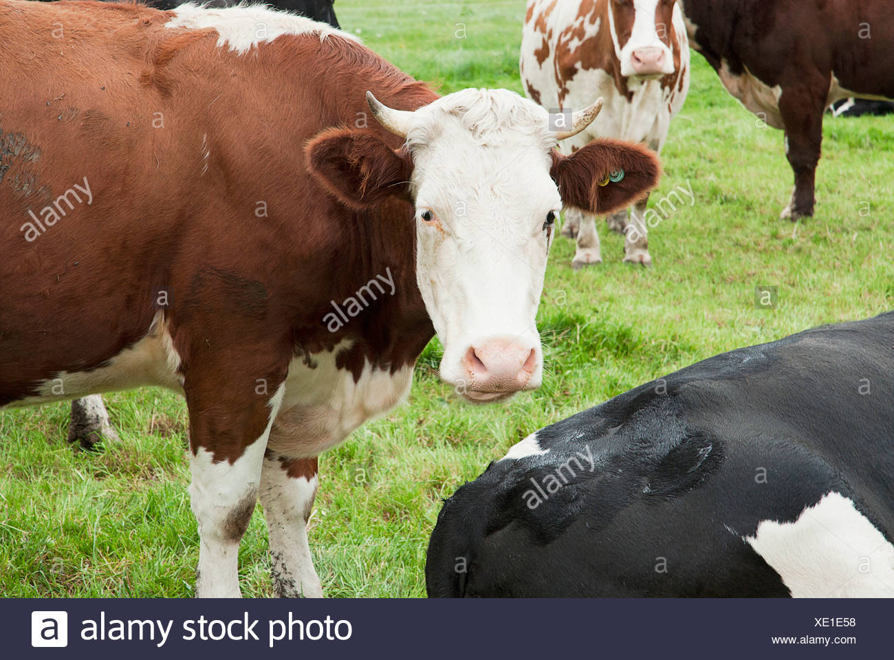 Sitting Cows High Resolution Stock Photography and Images - Alamy