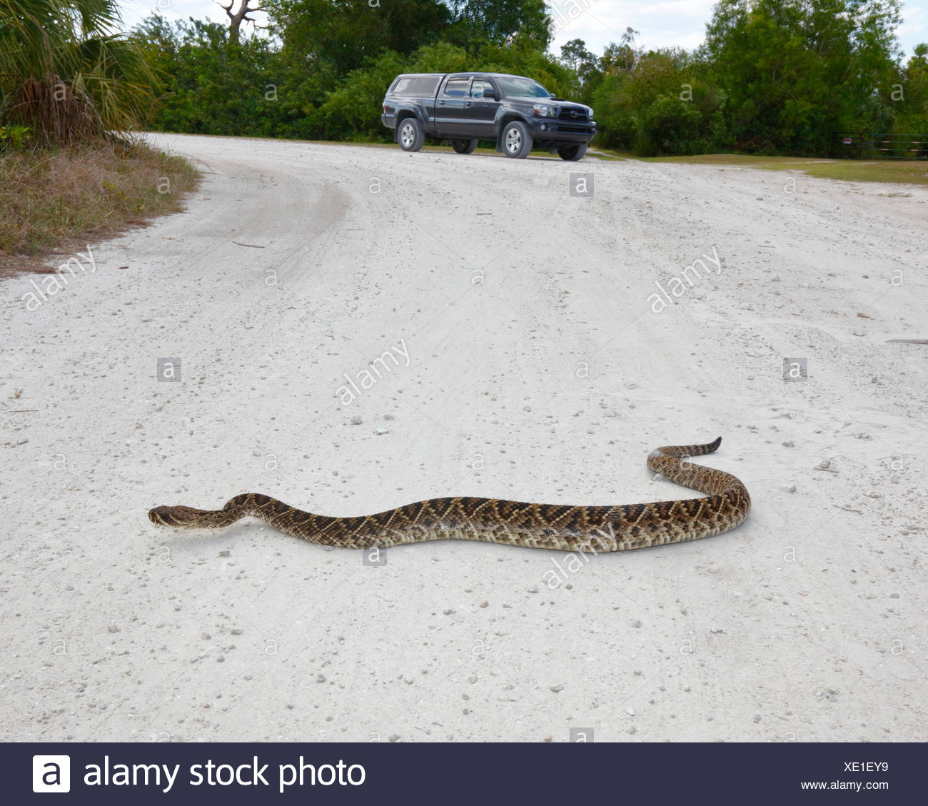 Long Snakes High Resolution Stock Photography and Images - Alamy