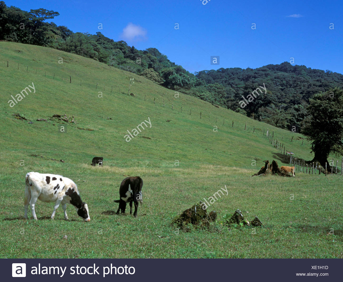 Overgrazing High Resolution Stock Photography and Images - Alamy