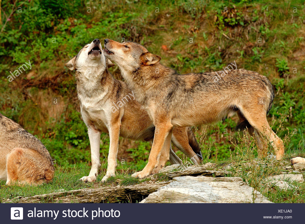 Crying Wolf Stock Photos & Crying Wolf Stock Images - Alamy