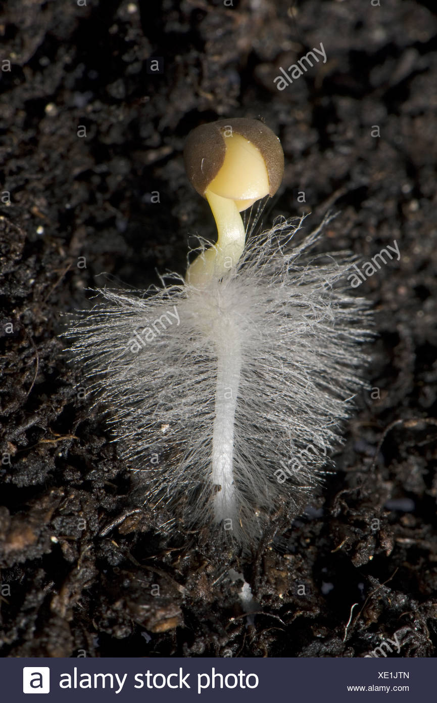 Plant Root Hairs Stock Photos & Plant Root Hairs Stock Images - Alamy