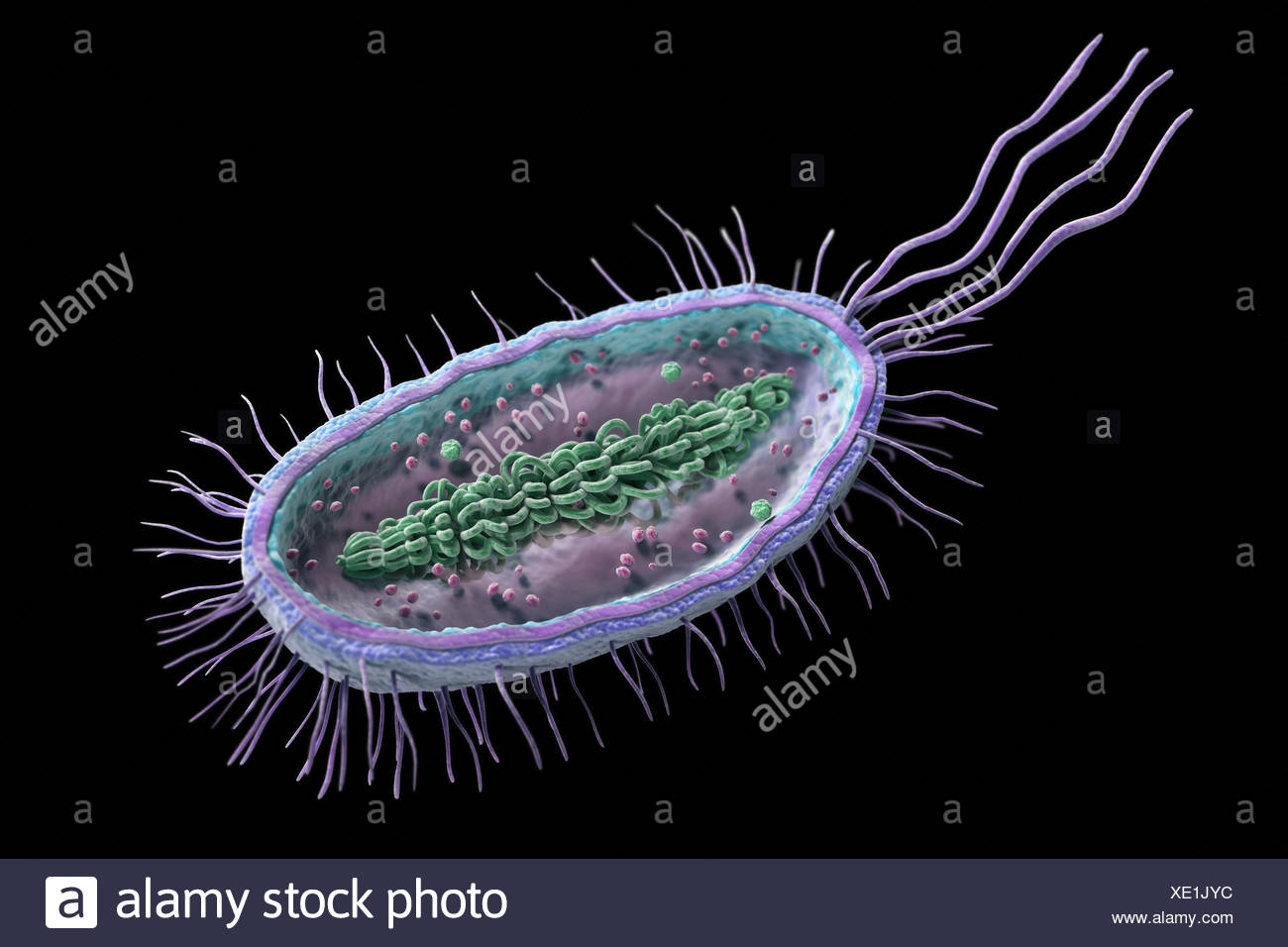 Structure Bacteria High Resolution Stock Photography and Images - Alamy