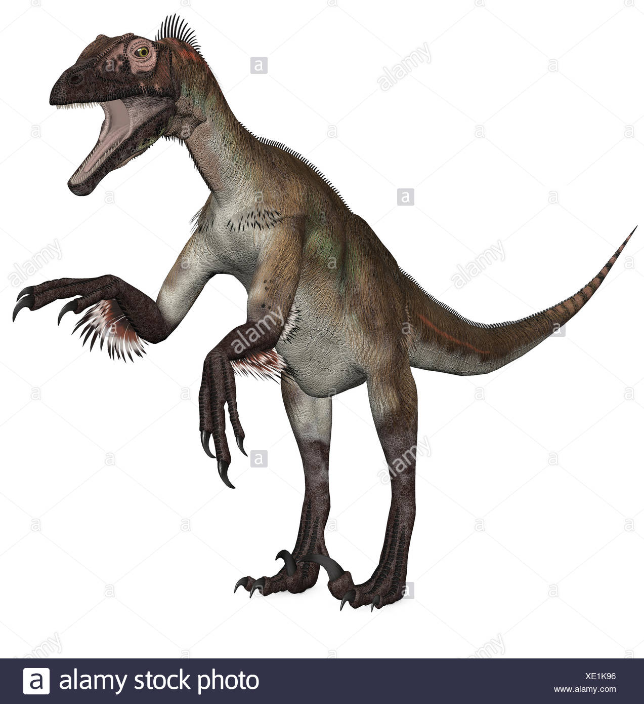 Velociraptor High Resolution Stock Photography and Images - Alamy
