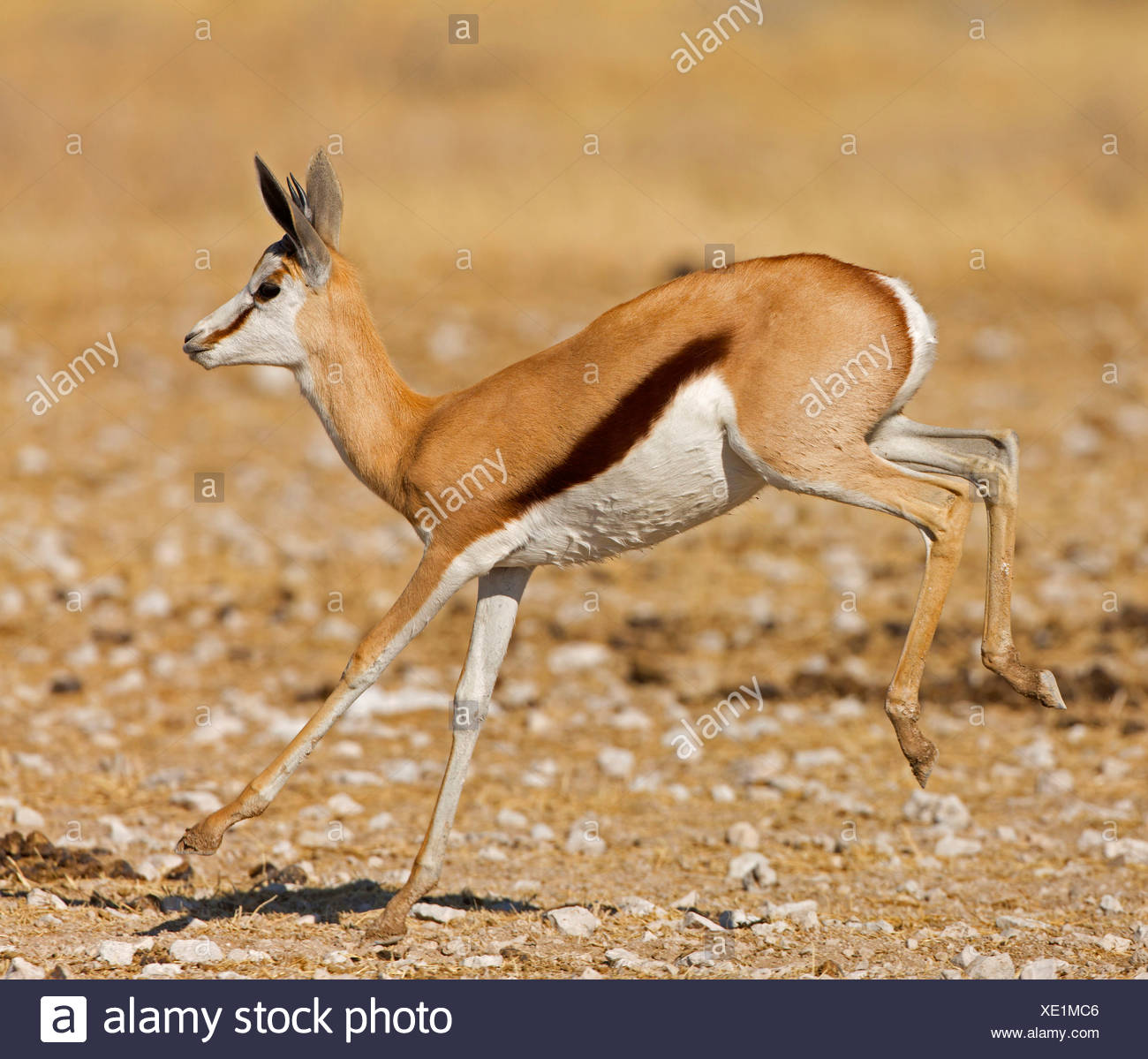 Springbok Jumping South Africa High Resolution Stock Photography and ...