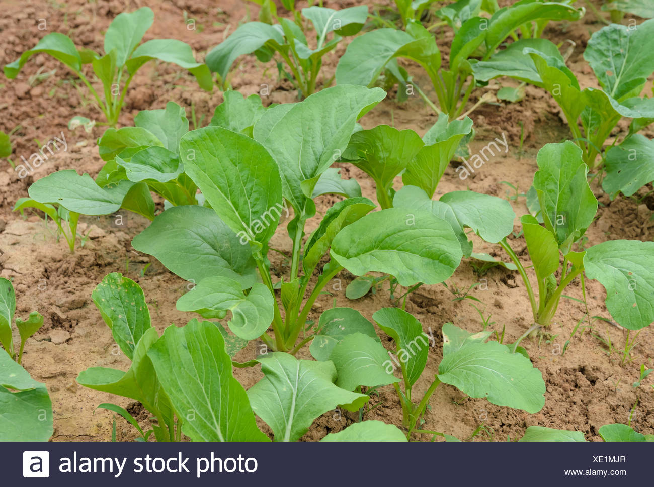 Kangkong High Resolution Stock Photography and Images - Alamy