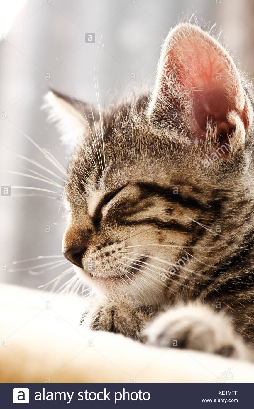Tired Tired Cat High Resolution Stock Photography and Images - Alamy