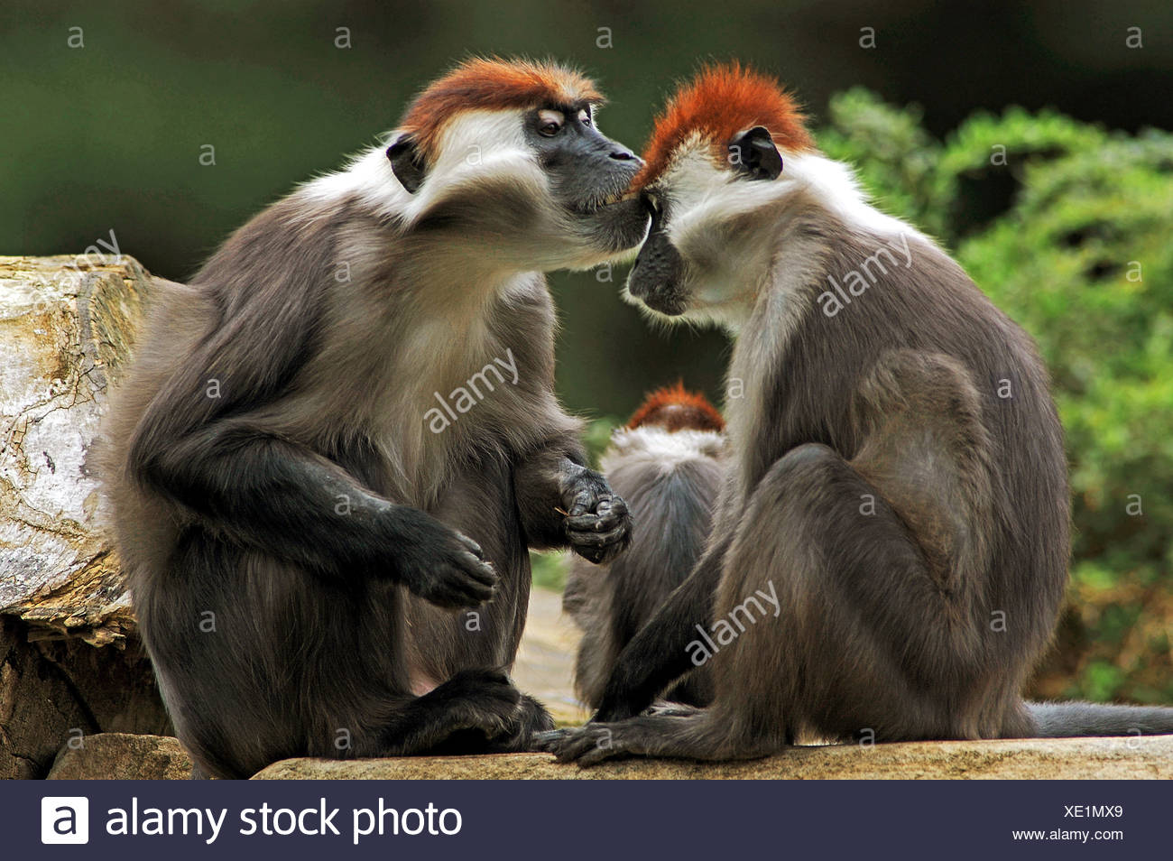 Sooty Mangabey High Resolution Stock Photography and Images - Alamy