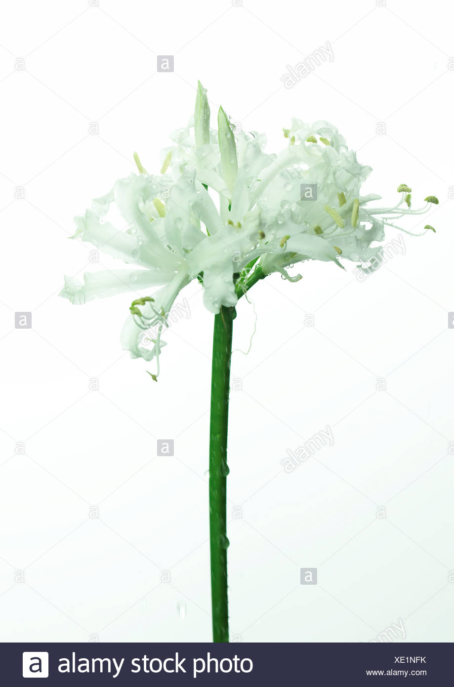 White Nerine High Resolution Stock Photography and Images - Alamy