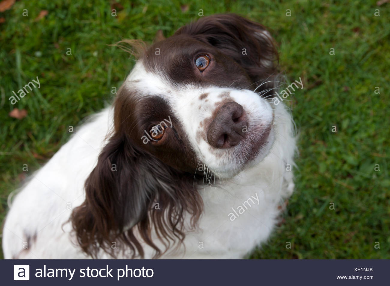 Sprocker Spaniel High Resolution Stock Photography and Images - Alamy