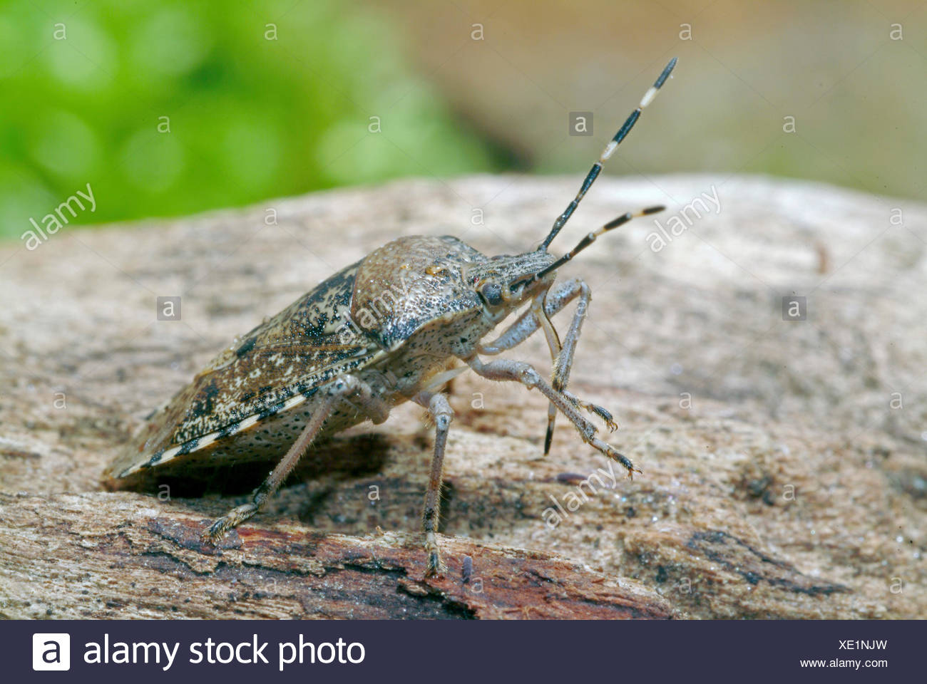 European Stink Bug Stock Photos & European Stink Bug Stock Images - Alamy