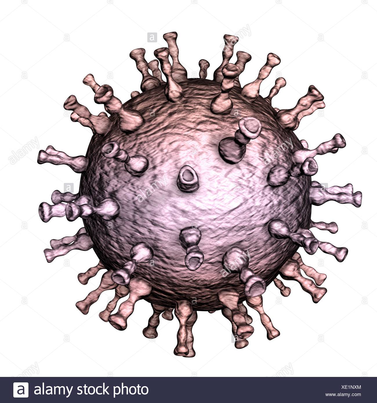 Varicella Zoster Viruses High Resolution Stock Photography and Images ...