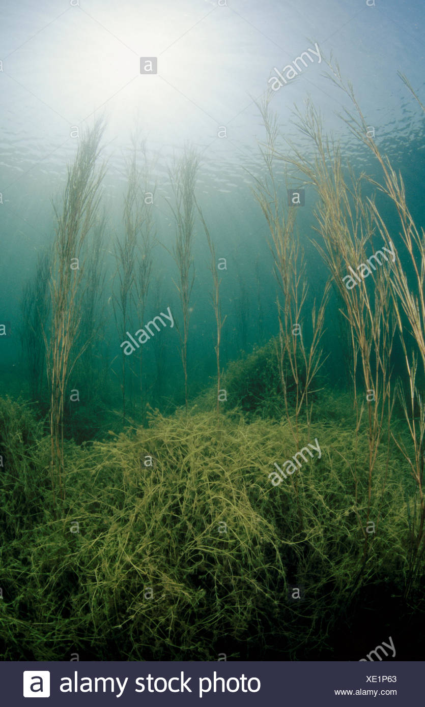 Chara Plant Stock Photos & Chara Plant Stock Images - Alamy