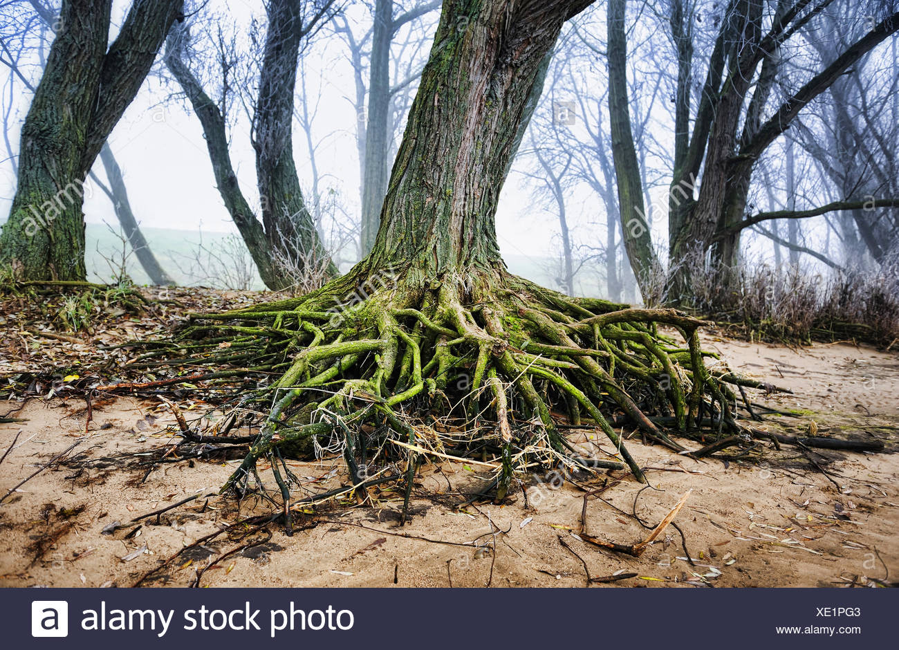 River Bank Tree Roots Stock Photos & River Bank Tree Roots Stock Images ...