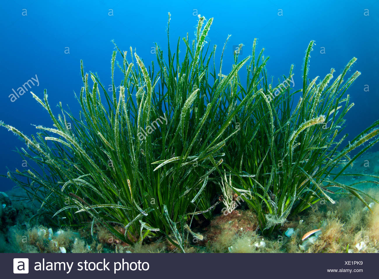 Seagrass Seagrasses High Resolution Stock Photography and Images - Alamy