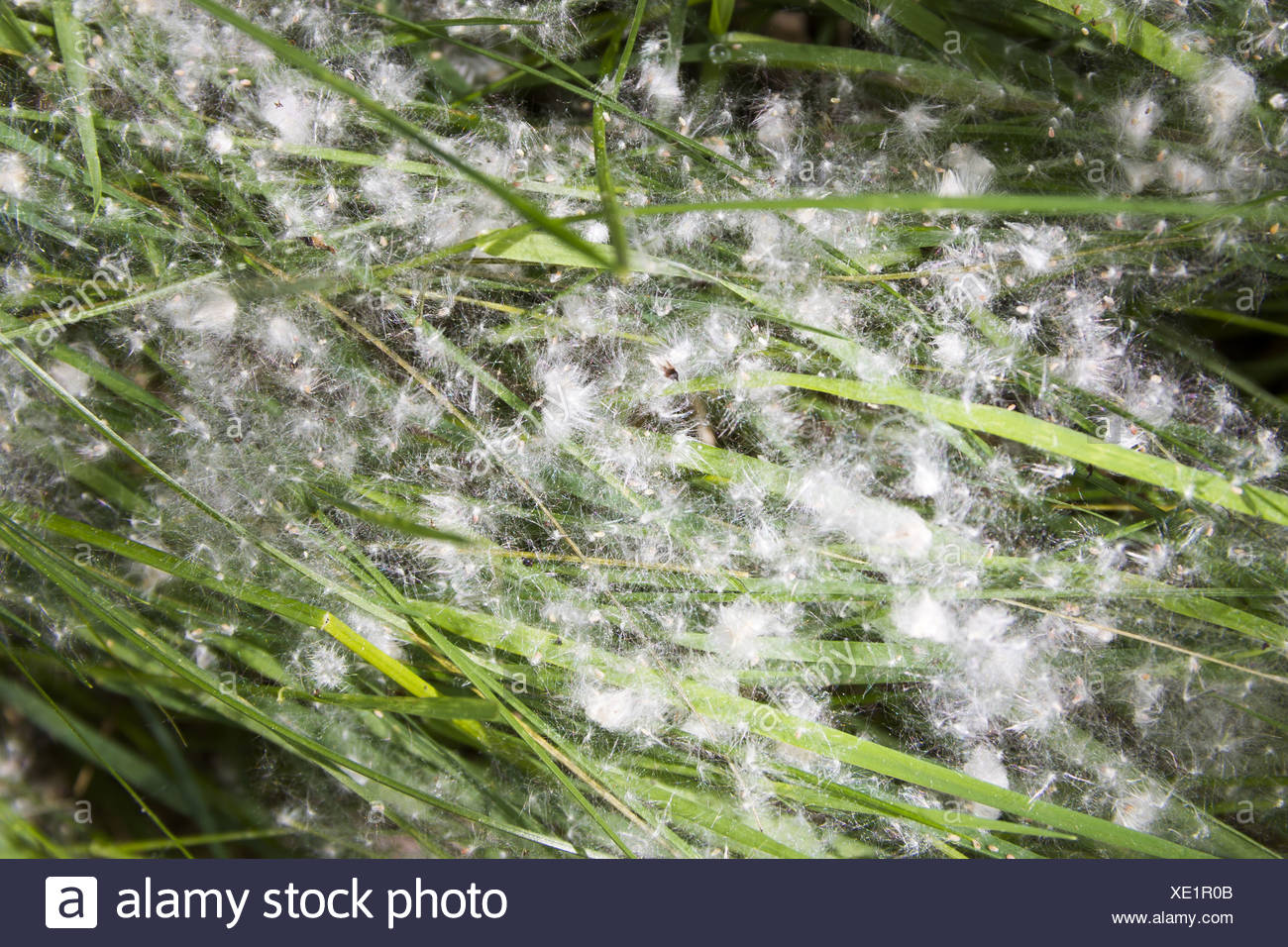 Cottonwood Tree Seeds High Resolution Stock Photography and Images - Alamy