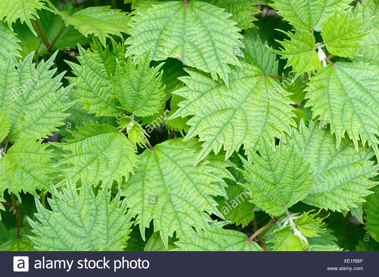 Ramie High Resolution Stock Photography and Images - Alamy