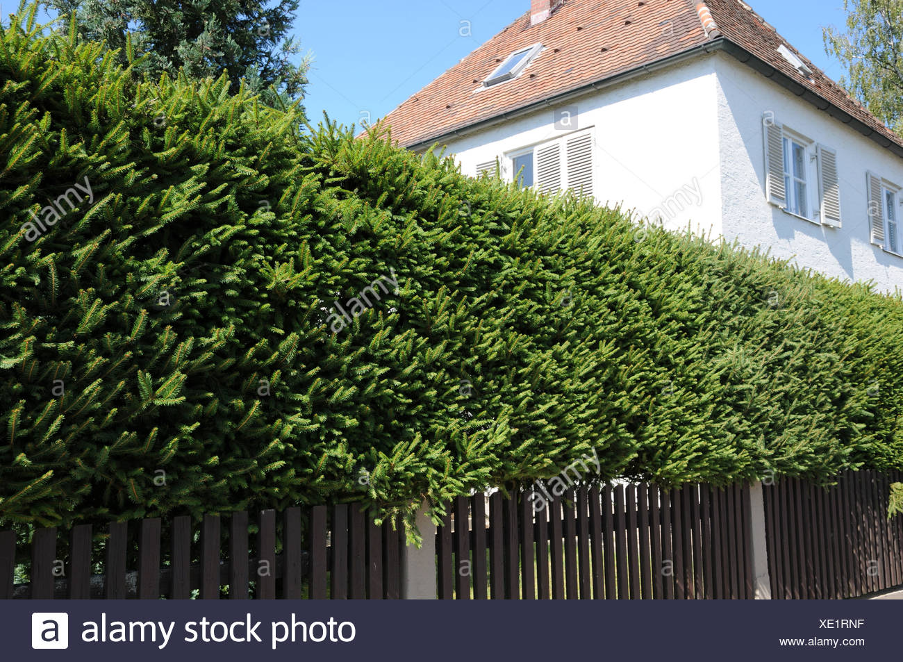Norway Spruce Tree Garden High Resolution Stock Photography and Images ...