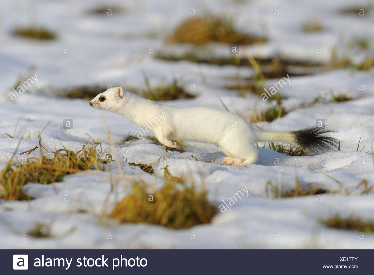 Ermine Snow High Resolution Stock Photography and Images - Alamy