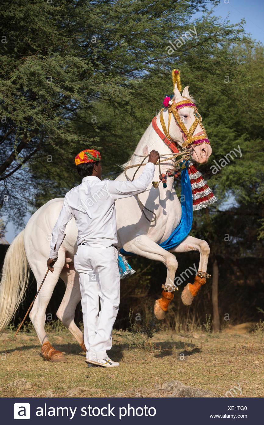 Horse Dance Stock Photos & Horse Dance Stock Images - Alamy