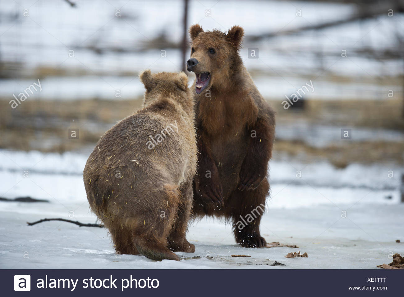 Kodiak High Resolution Stock Photography and Images - Alamy