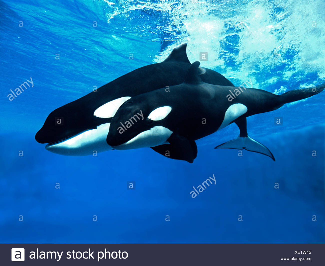 Female Killer Whale Underwater High Resolution Stock Photography and ...