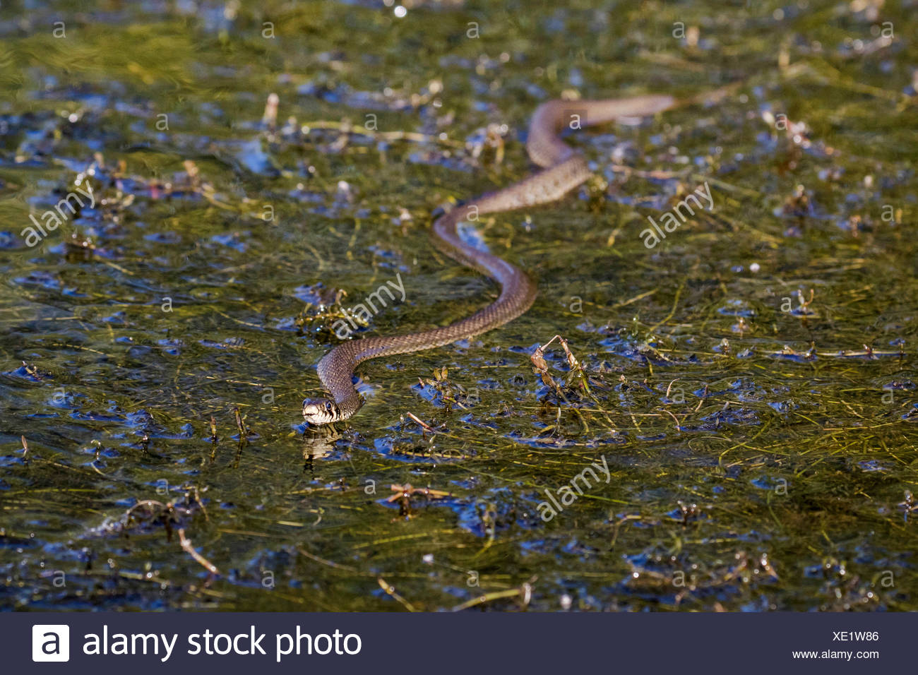 Wassernatter Stock Photos & Wassernatter Stock Images - Alamy