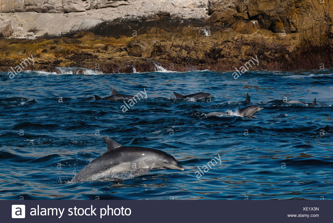 Common Bottlenose Dolphins High Resolution Stock Photography and Images - Alamy