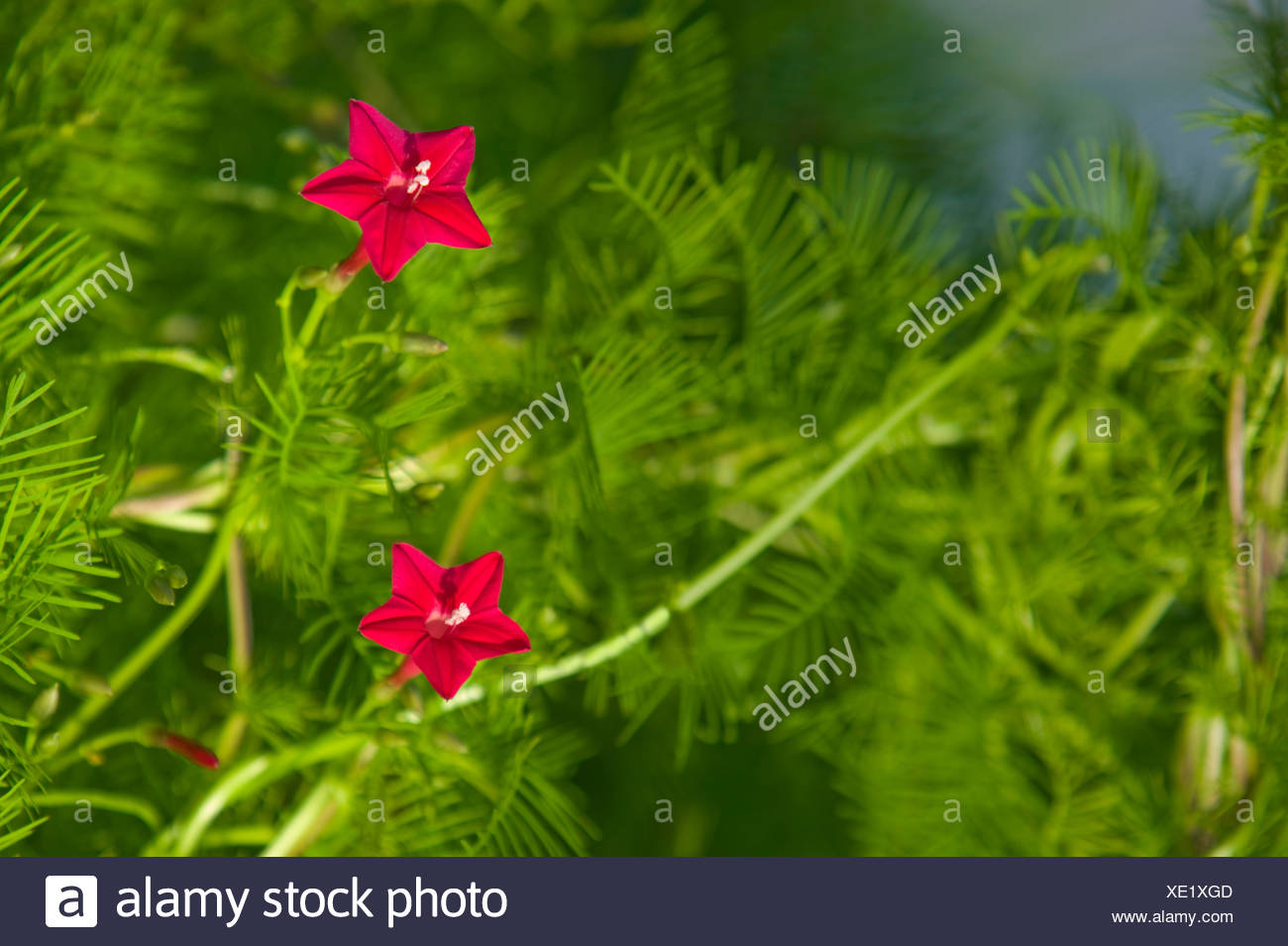Scarlet Bloom High Resolution Stock Photography and Images - Alamy