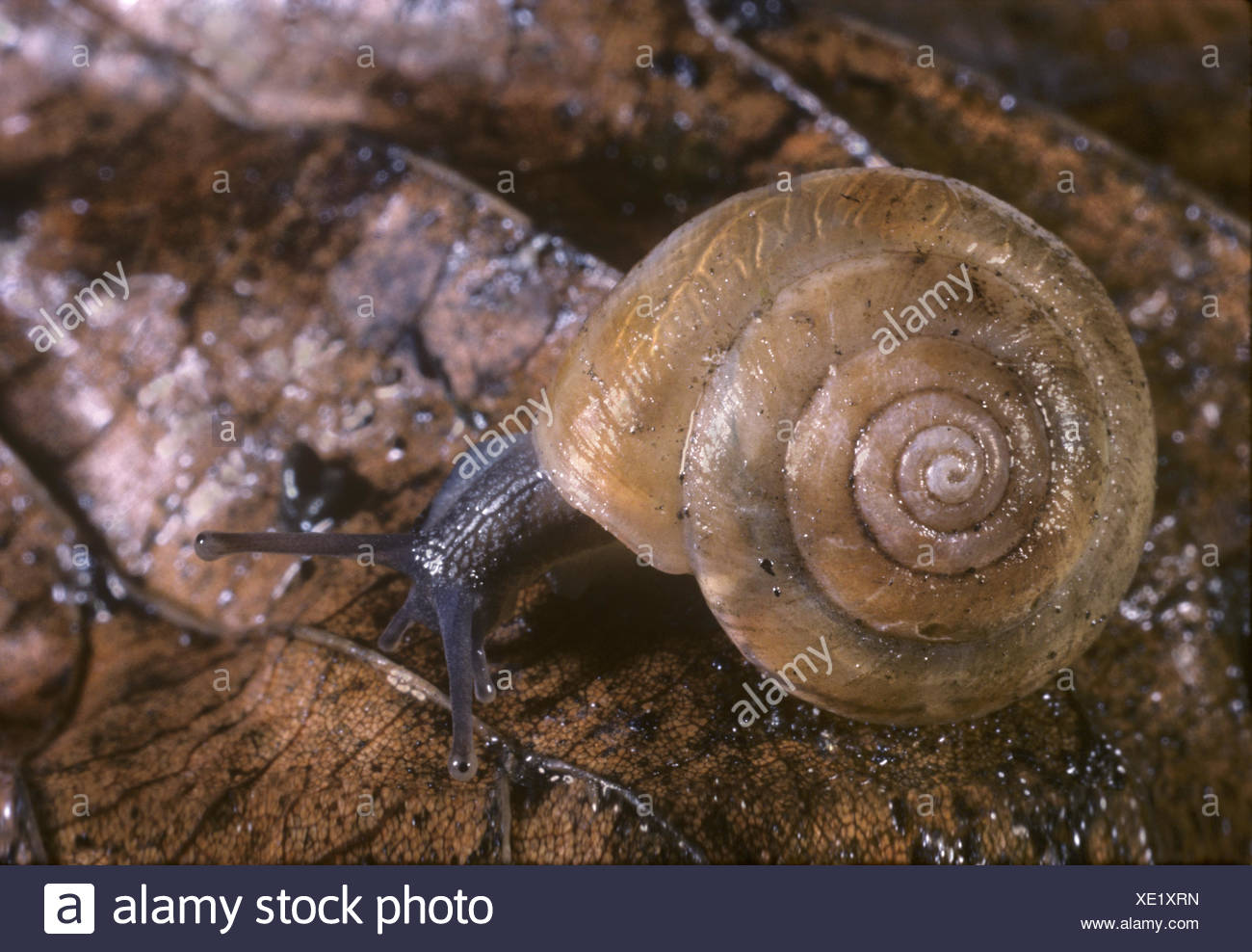 Strawberry Snail Stock Photos & Strawberry Snail Stock Images - Alamy