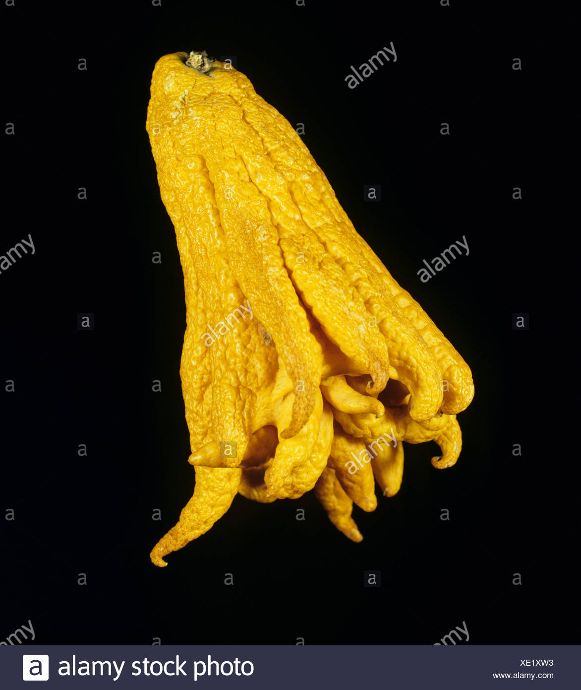 Buddha's Hand Citron Stock Photos & Buddha's Hand Citron Stock Images ...