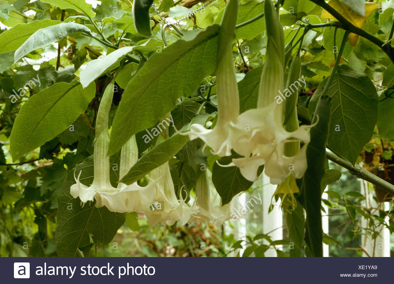 Trumpet Shrub High Resolution Stock Photography and Images - Alamy