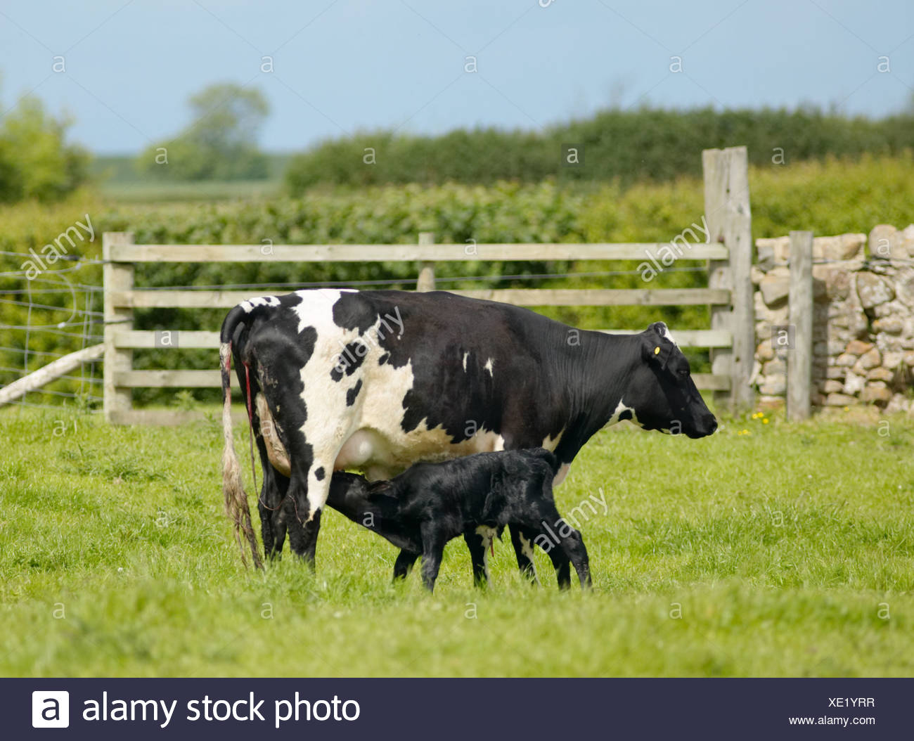 Holstein Cow Newborn Calf Stock Photos & Holstein Cow Newborn Calf Stock Images - Alamy