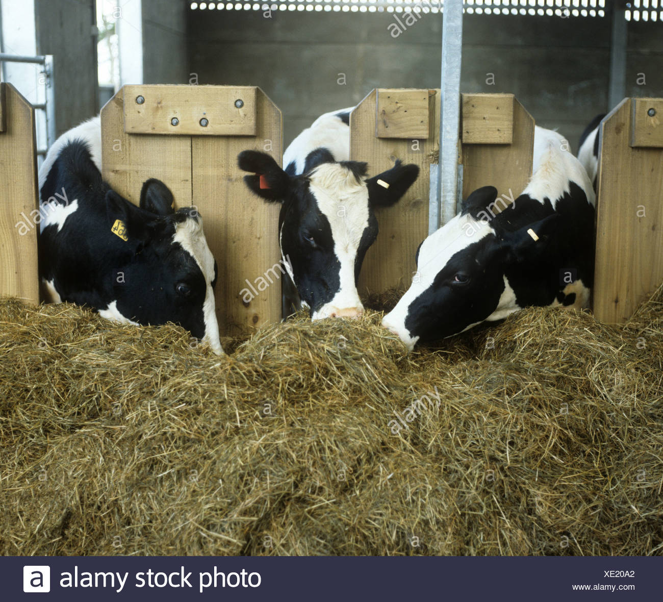 Cattle House High Resolution Stock Photography and Images - Alamy