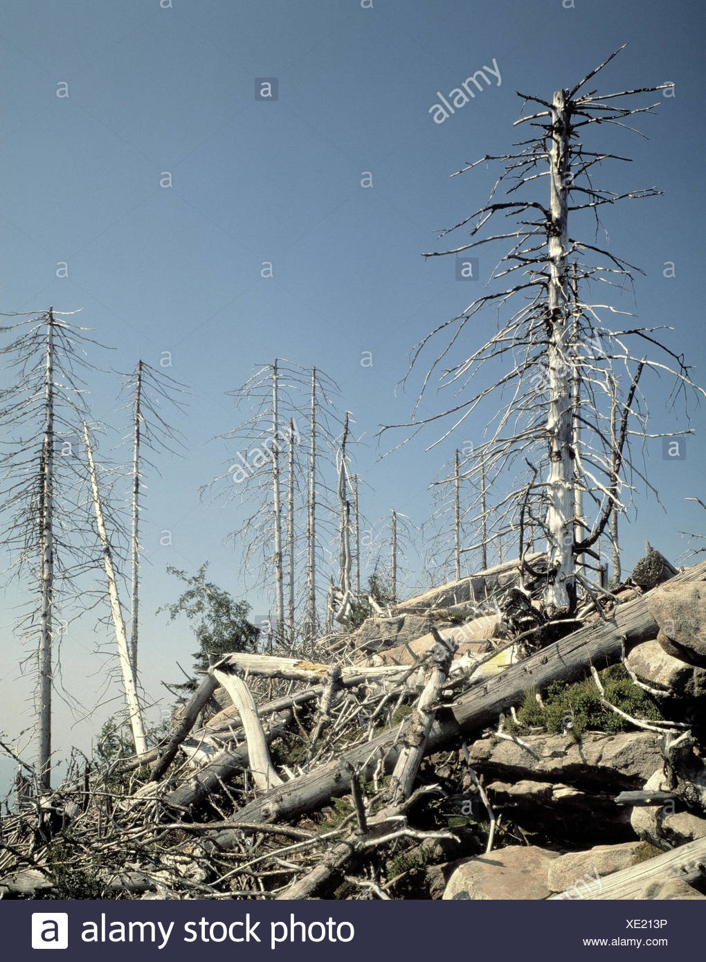 Wood Death High Resolution Stock Photography and Images - Alamy