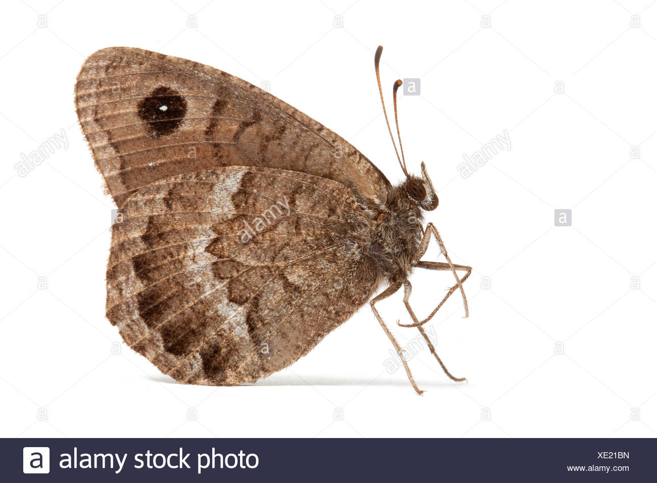 Satyr Butterfly High Resolution Stock Photography and Images - Alamy