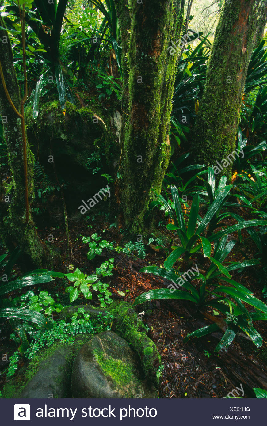 Rainforest Tree High Resolution Stock Photography and Images - Alamy