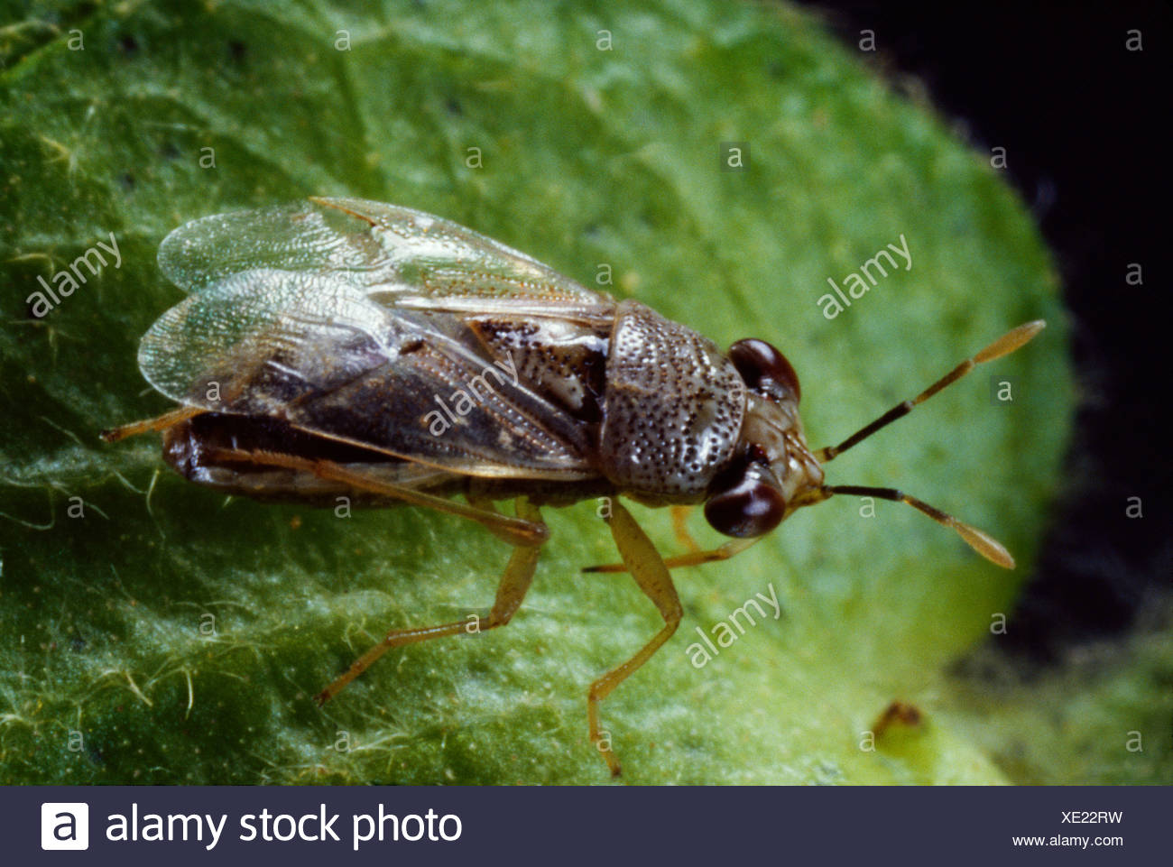 Big Eyed Bug High Resolution Stock Photography and Images - Alamy