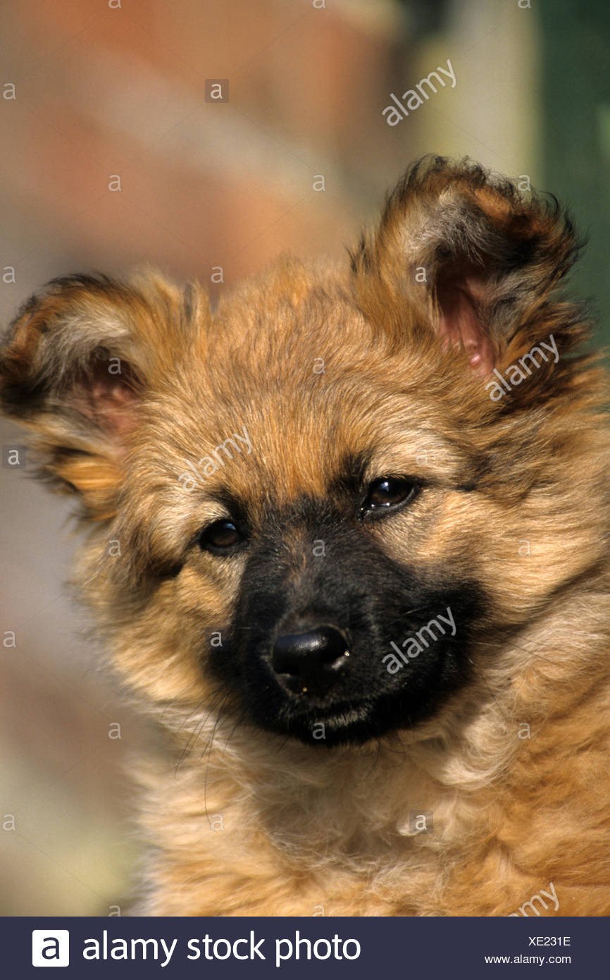 Harzer Fuchs High Resolution Stock Photography and Images - Alamy