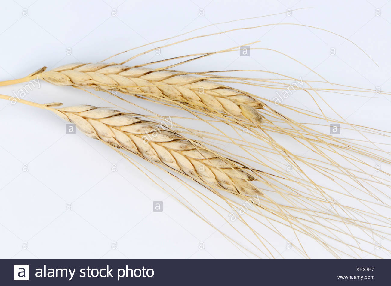 Emmer Stock Photos & Emmer Stock Images - Alamy