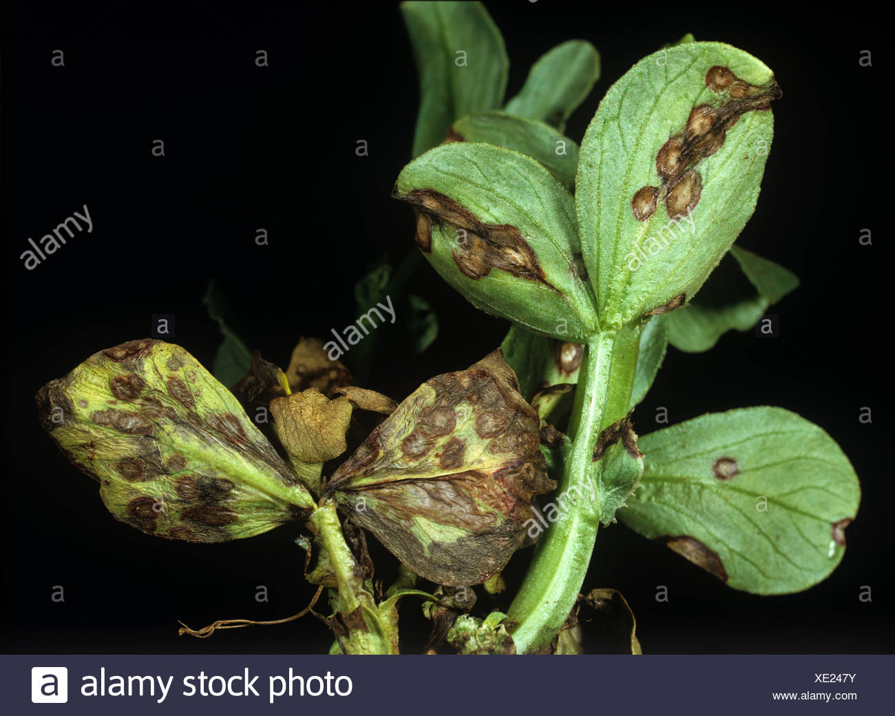 Faba Bean Disease Stock Photos & Faba Bean Disease Stock Images - Alamy