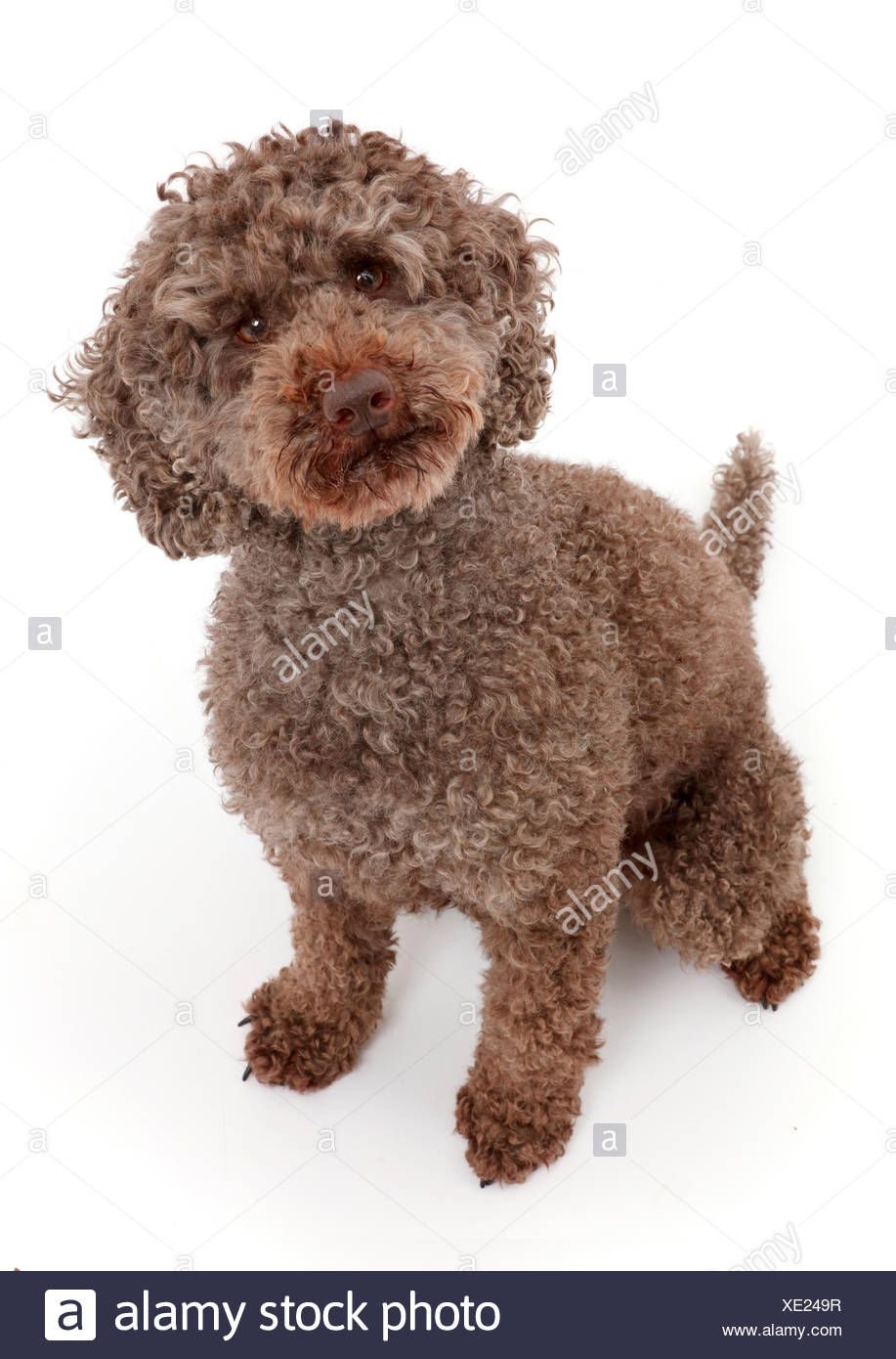 Poodle Sitting Stock Photos & Poodle Sitting Stock Images - Alamy