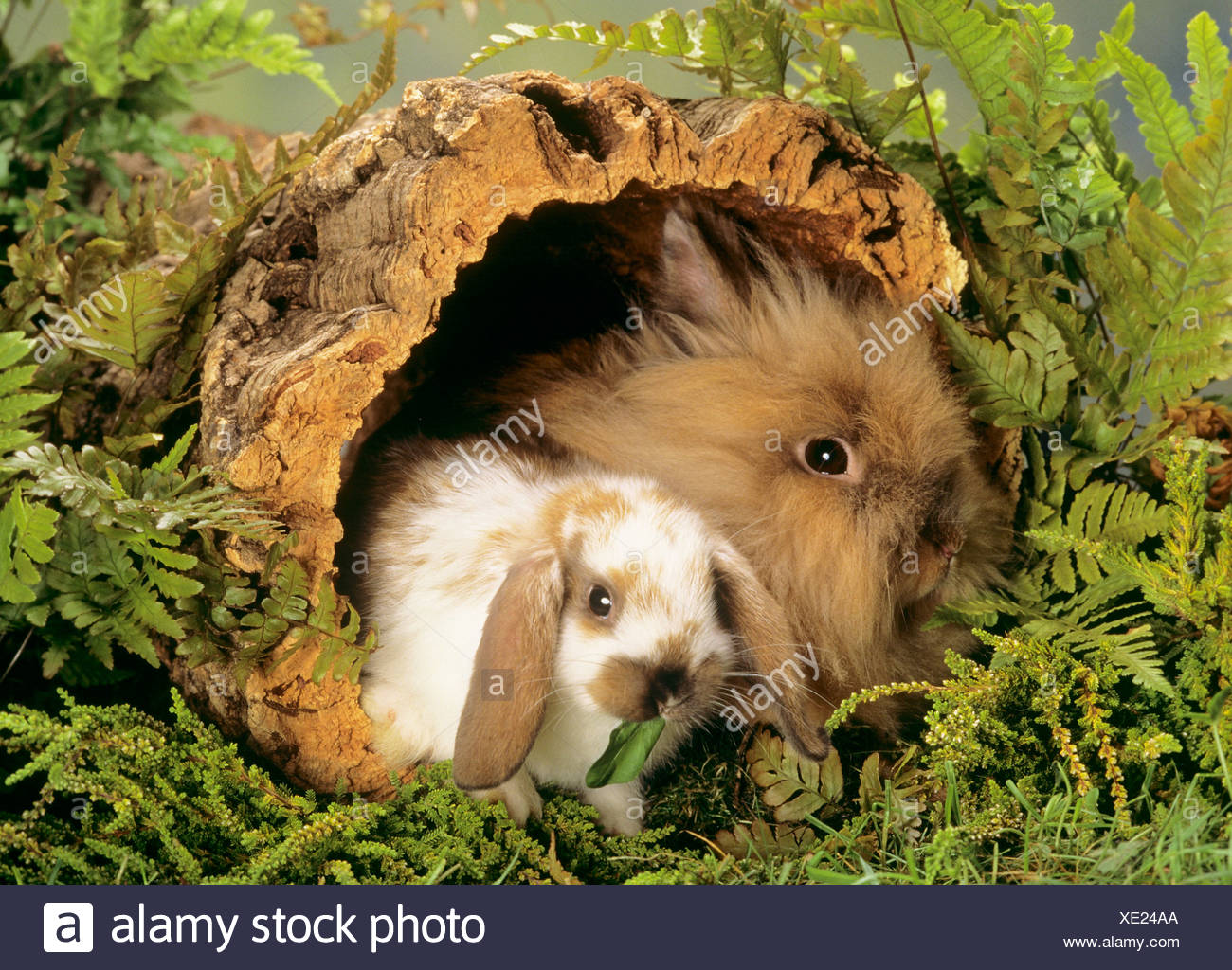 Lionhead Lop High Resolution Stock Photography and Images - Alamy