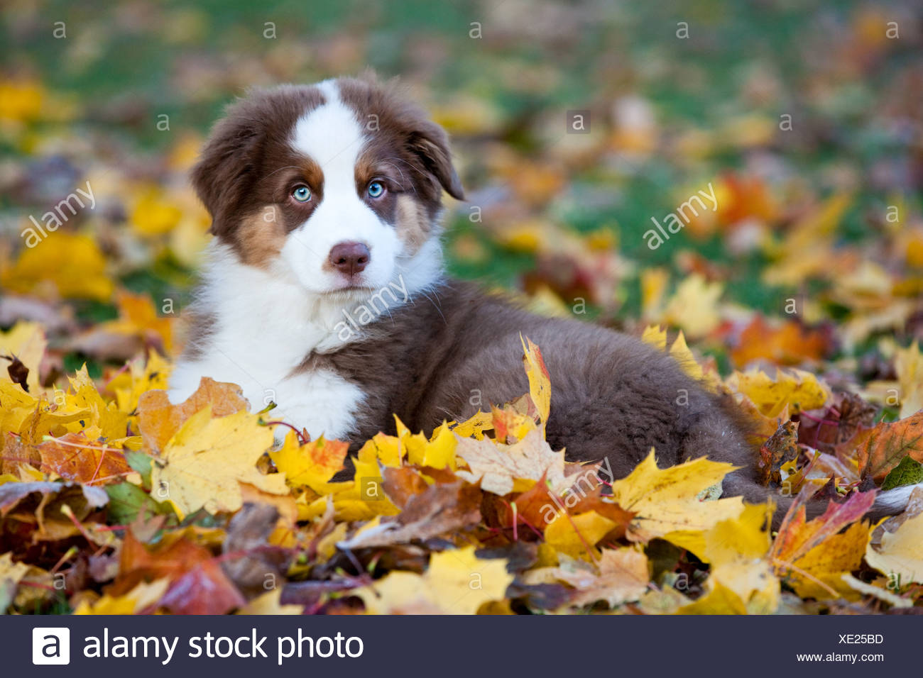Australian Shepherd Autumn High Resolution Stock Photography and Images ...
