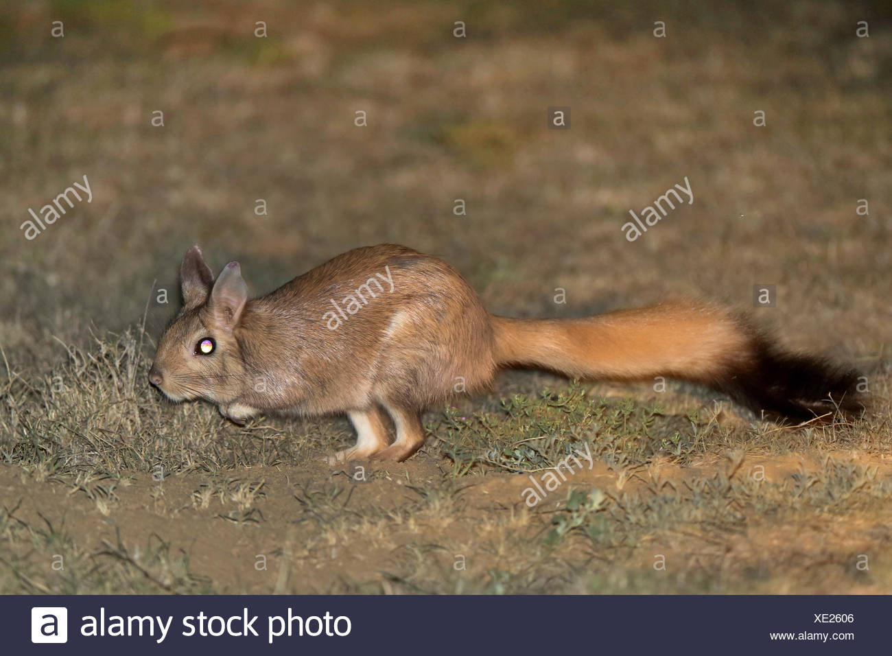 Springhare Stock Photos & Springhare Stock Images - Alamy