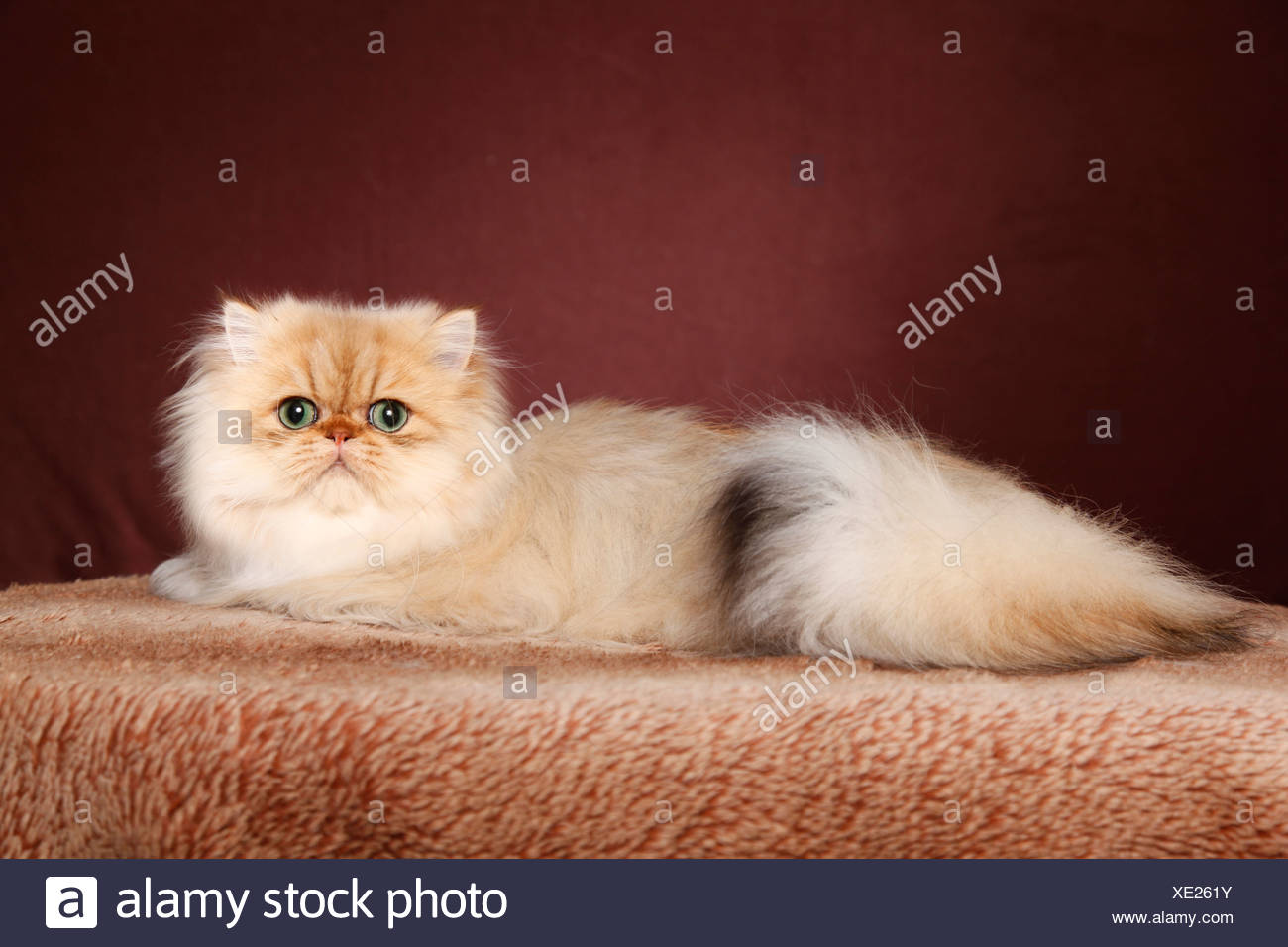 Golden Chinchilla Stock Photos & Golden Chinchilla Stock Images - Alamy