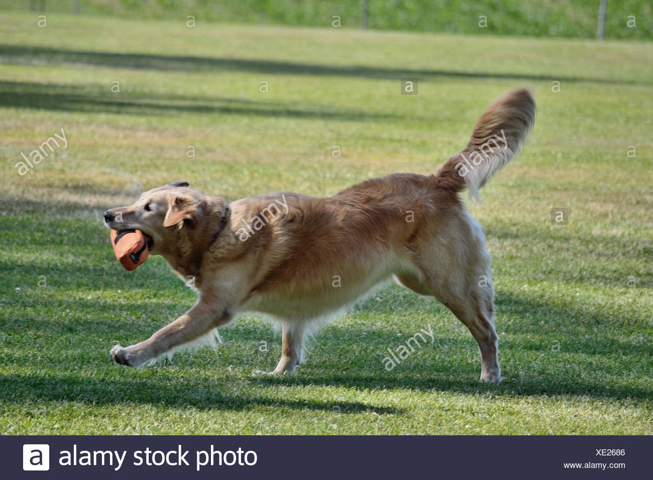 Retrieving Breed High Resolution Stock Photography and Images - Alamy