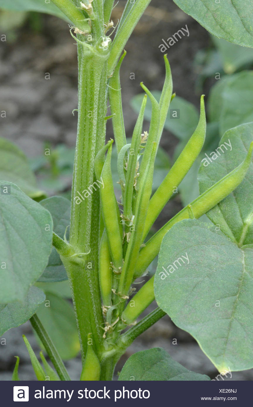 Indian Guar High Resolution Stock Photography and Images - Alamy