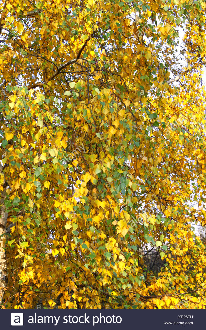 Close Up Of Leaves Of Birch Tree High Resolution Stock Photography and ...