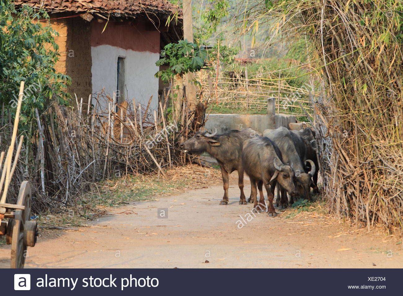 Indian Buffalo High Resolution Stock Photography and Images - Alamy