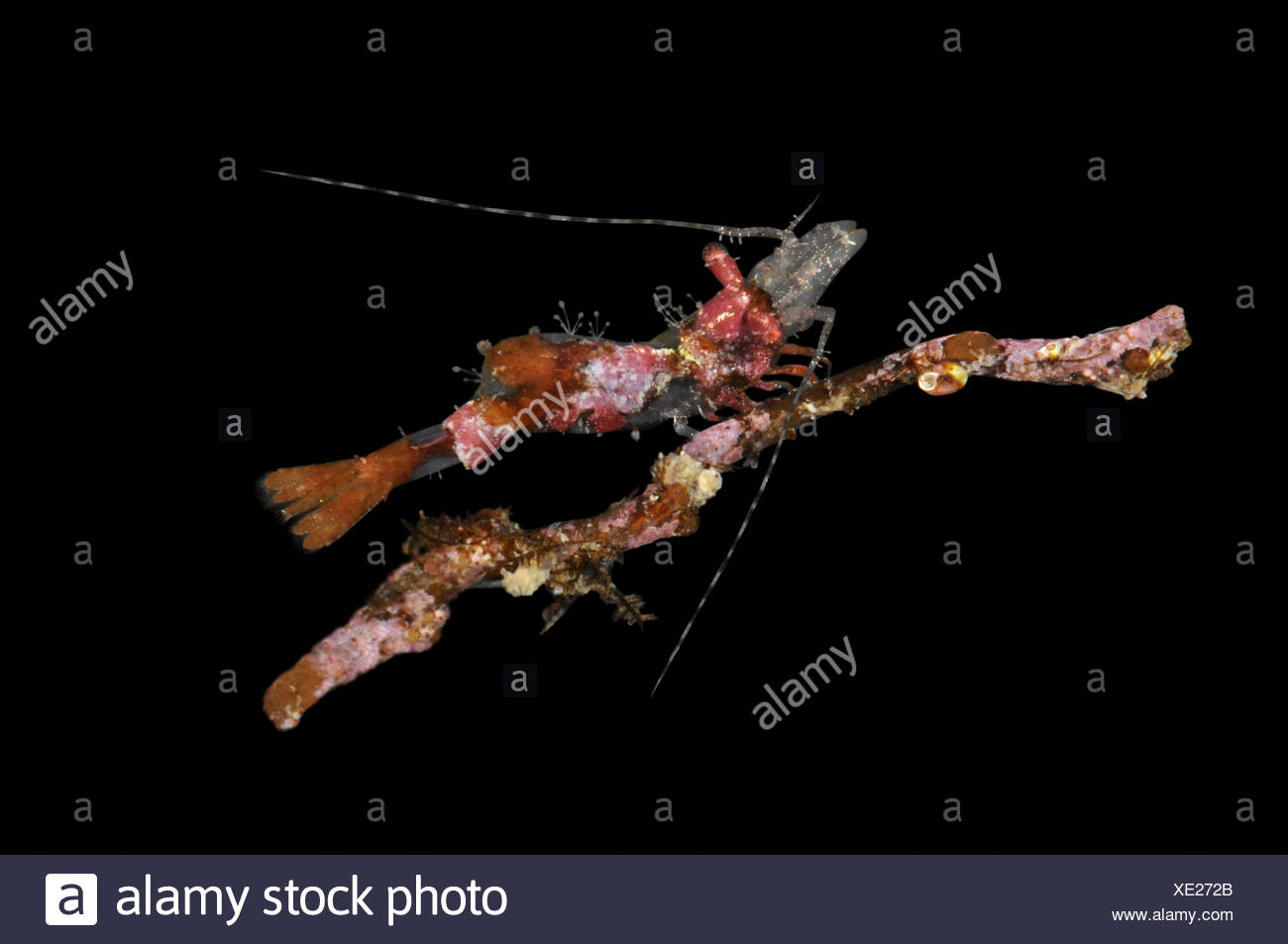Hippolyte Stock Photos & Hippolyte Stock Images - Alamy